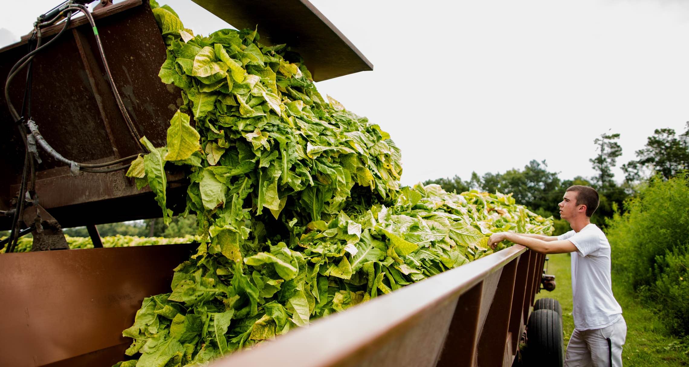 Leaf Products | U.S. Tobacco Cooperative